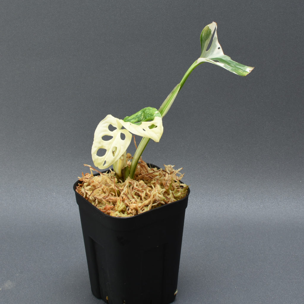 Variegated Adansonii 004 - KOMOREBI PLANT STORE