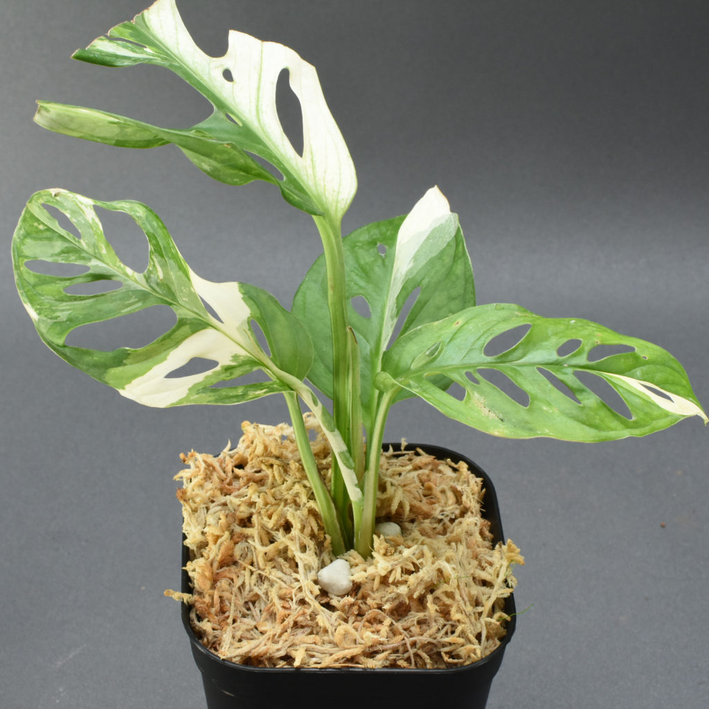 Variegated Adansonii 005 - KOMOREBI PLANT STORE