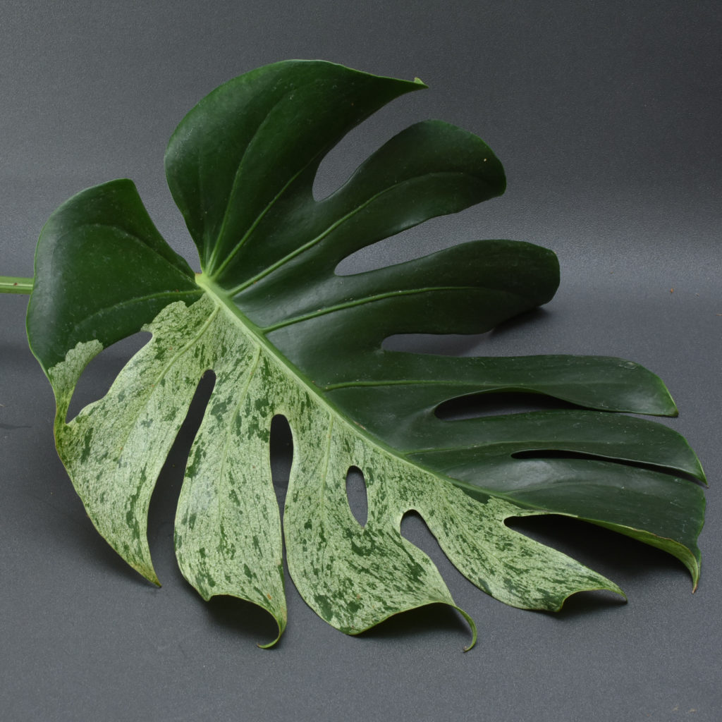 Mint Monstera 001 - KOMOREBI PLANT STORE