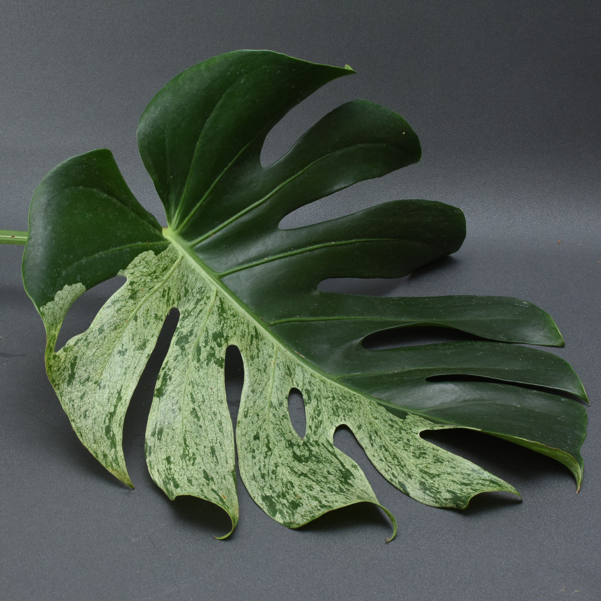 Mint Monstera 001 - KOMOREBI PLANT STORE
