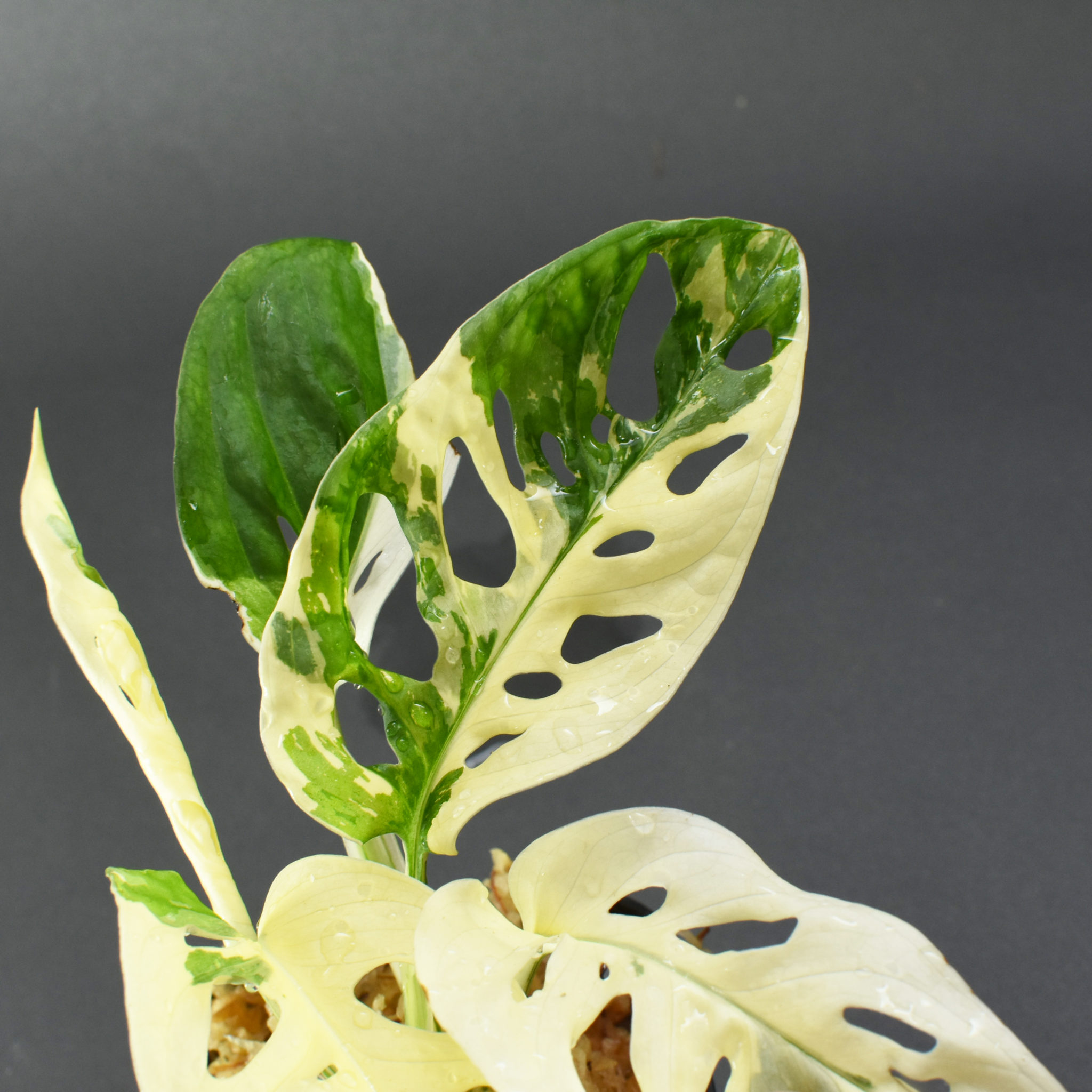 Variegated Adansonii 003 - KOMOREBI PLANT STORE