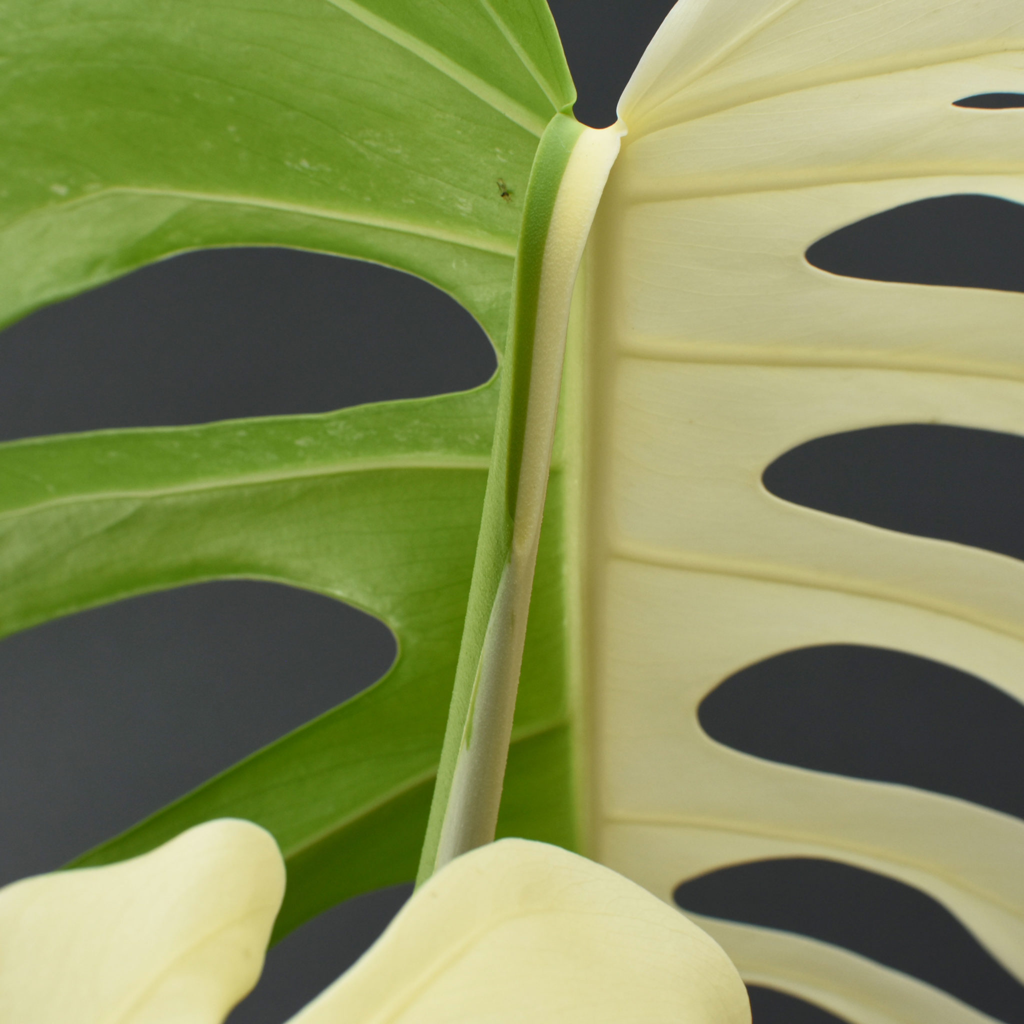 Variegated Half Moon Monstera Albo Borsigiana Cutting 002 - KOMOREBI ...