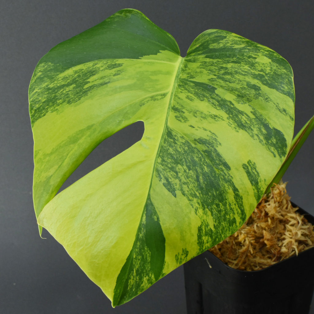 Monstera Deliciosa Aurea Yellow Variegated 003 - KOMOREBI PLANT STORE