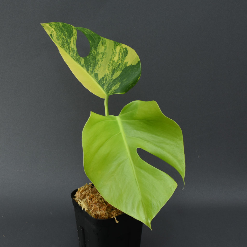 Monstera Deliciosa Aurea Yellow Variegated 004 - KOMOREBI PLANT STORE